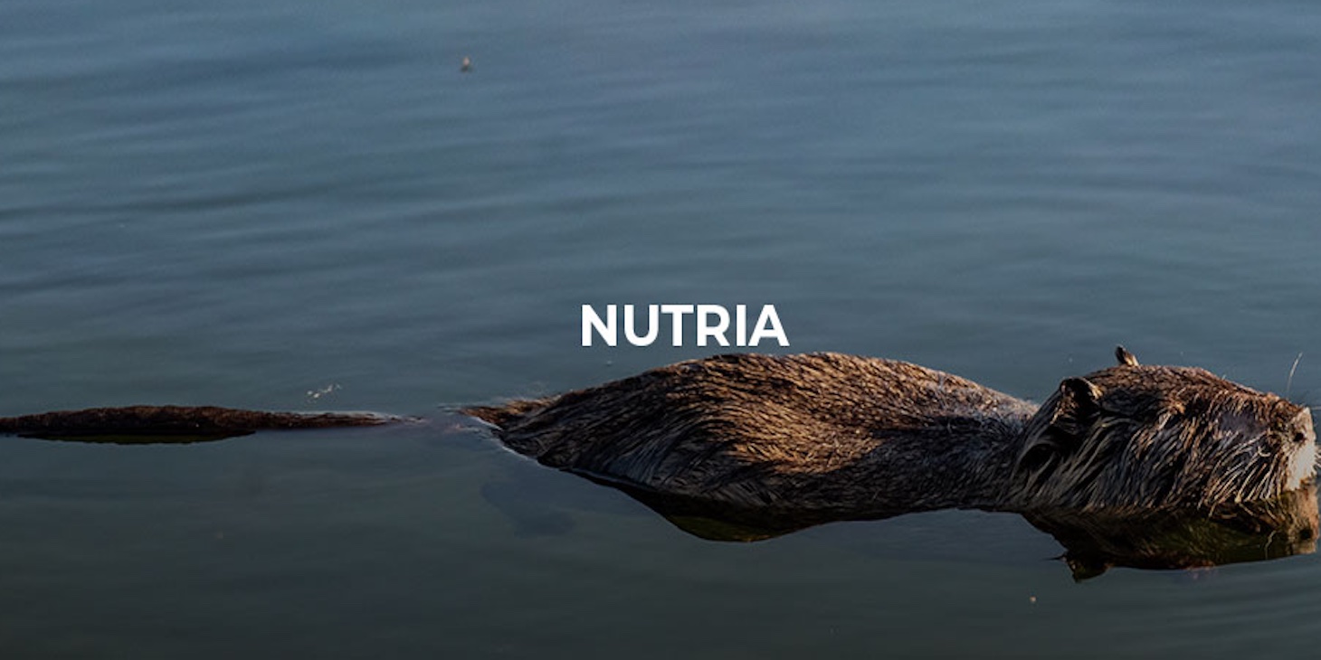 ERADICAZIONE DELLE NUTRIE - Federica EpisFederica Epis